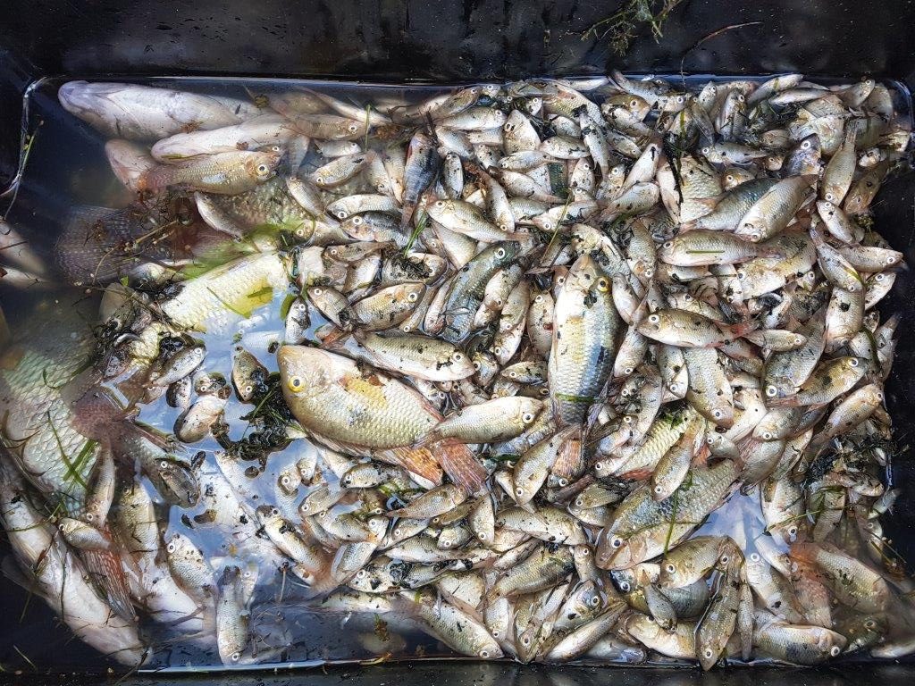 Biosecurity success story – feral fish eradication in an artificial ...
