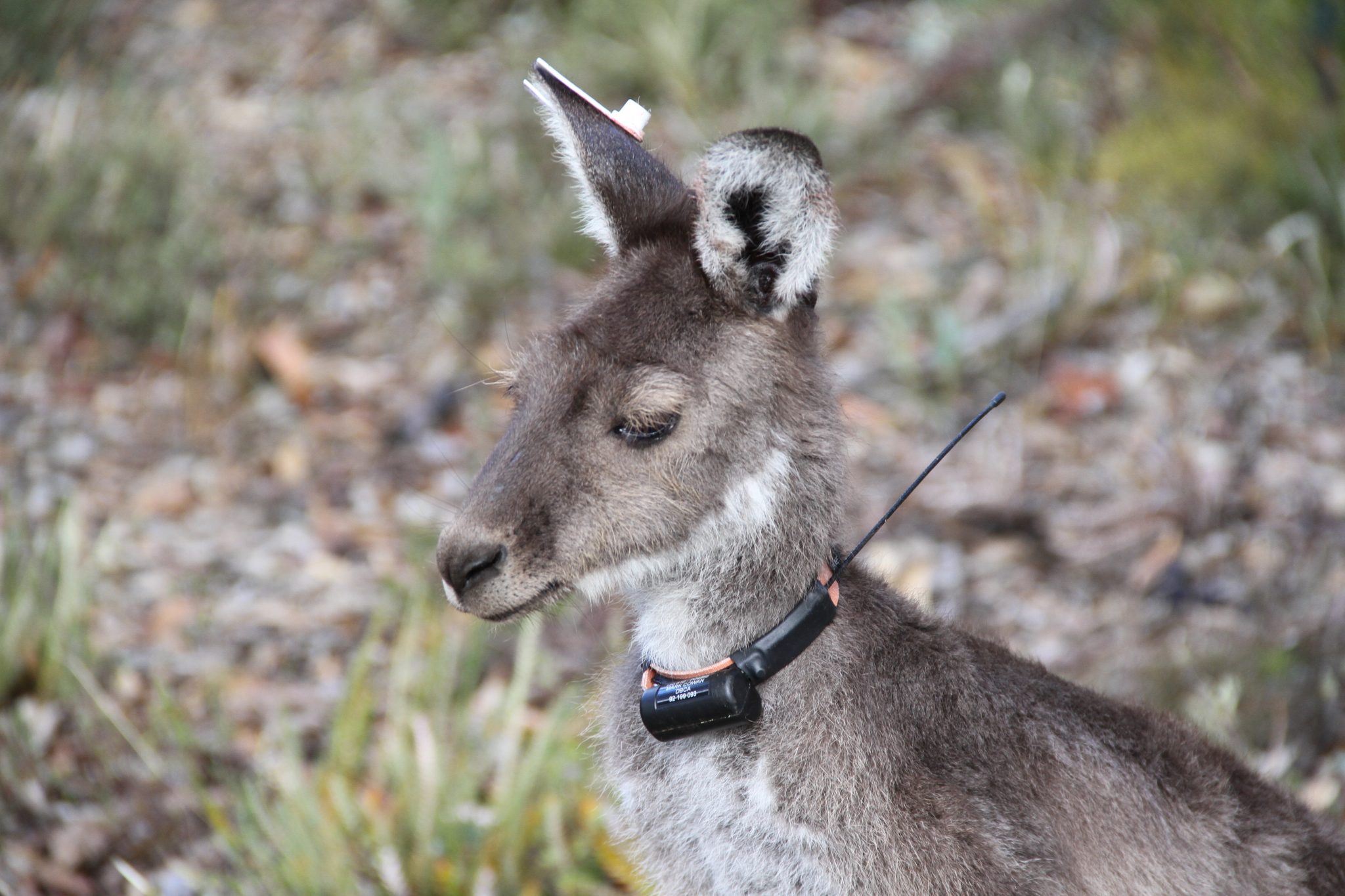 Chemical capture :: Terrestrial Ecosystems